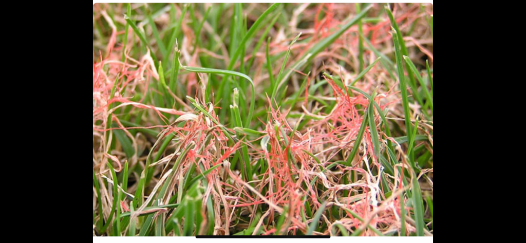 Report on Lawn Fungus at River Walk – Riverwalk Branford